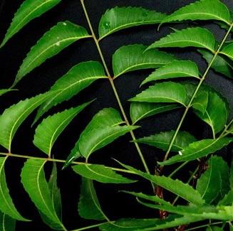 SIMPLY DRAWER LINERS | Lavender & Neem Oil Collection